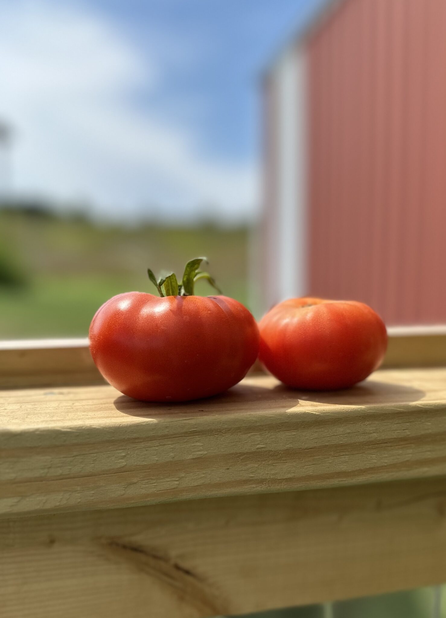 Little Furrow How to Grow Tomatoes