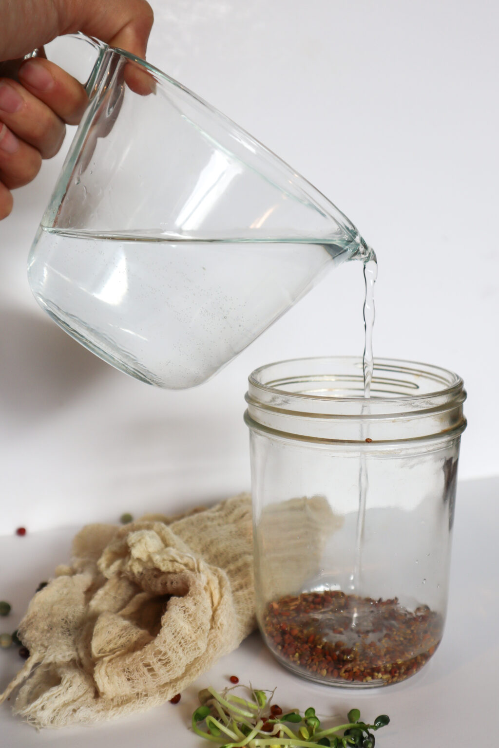 Little Furrow Jar Sprouting for Beginners